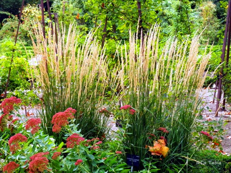 Gramíneas ornamentales. Conociendo y aprendiendo (I)